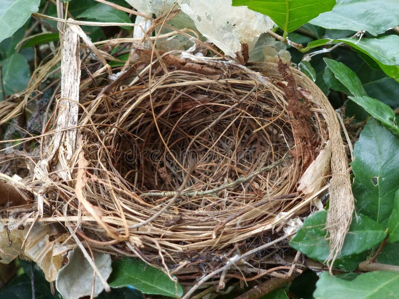 The Bird S Nest is Made of Dry Straw and Dry Leaves Stock Image - Image ...