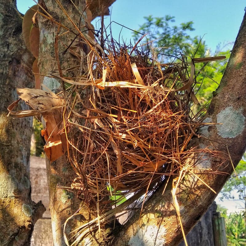 Birds Nest Made of Tree Branches and Leaves on a Tree Stock Photo ...
