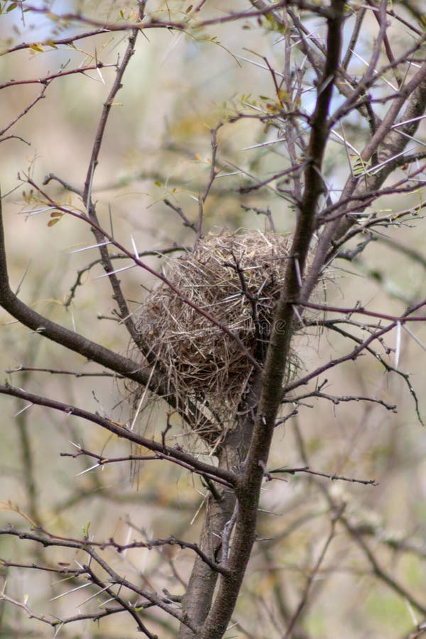 Bird S Nest in the Middle of a Group of Trees in South Africa Stock ...