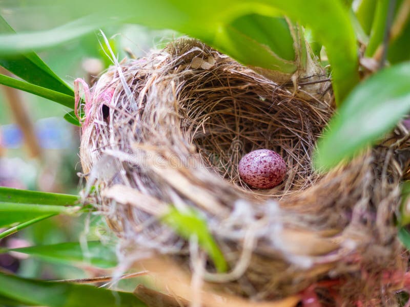 Bird`s Nest with One Egg Inside Stock Image - Image of biology, tree ...