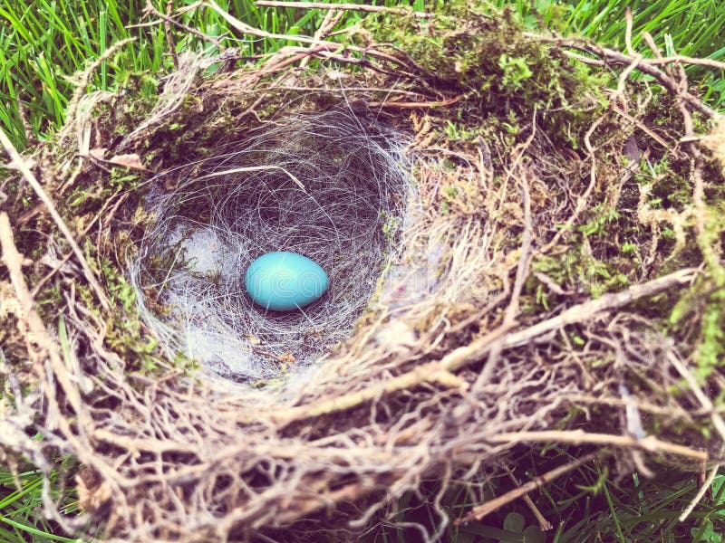 Blue egg in the nest stock photo. Image of light, shell - 191597666