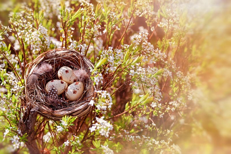 Congratulations on Easter. Bird`s Nest on a Flowering Tree. Happy ...