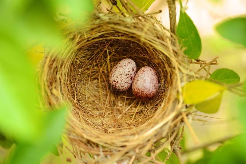 Bird s nest stock photo. Image of life, outdoors, beginnings - 39670000
