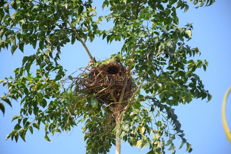 Bird`s nest on the tree. stock photo. Image of time, bird - 91241094
