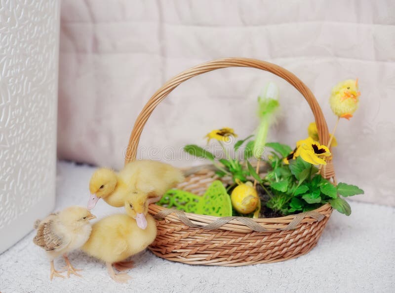 Duck Egg Animated Stock Photos - Free & Royalty-Free Stock Photos from ...