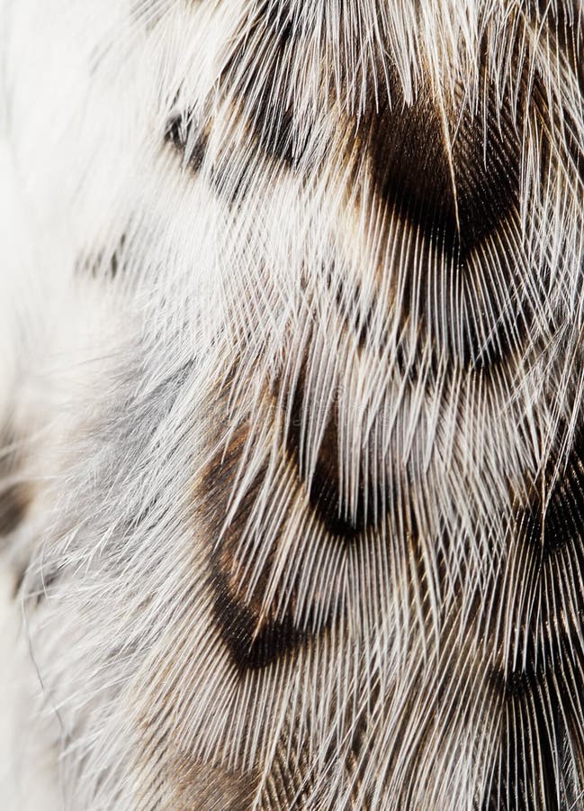 Bird s plumage stock image. Image of bird, pattern, animal - 23351771