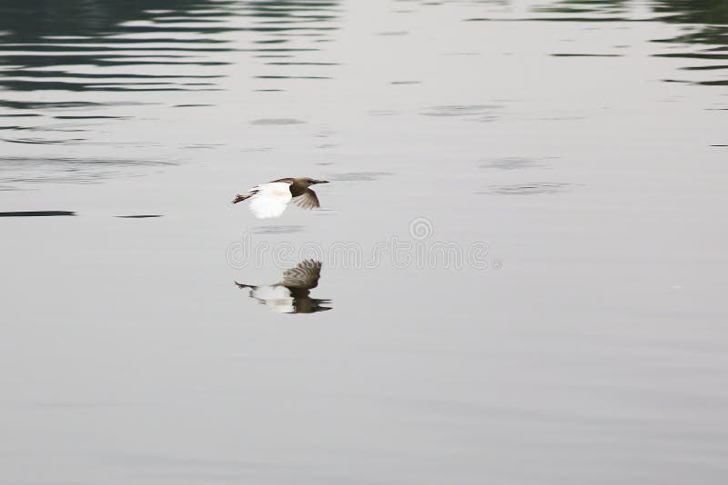 Flying Birds Reflection in Water Stock Photo - Image of water ...