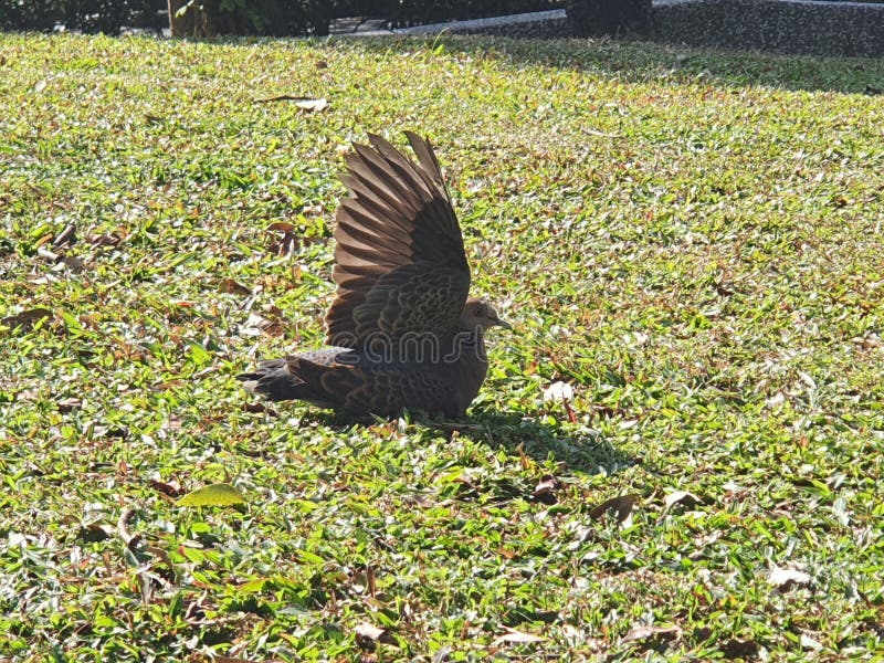 A Bird that S Sunbathing it S Wing Stock Photo - Image of prairie ...