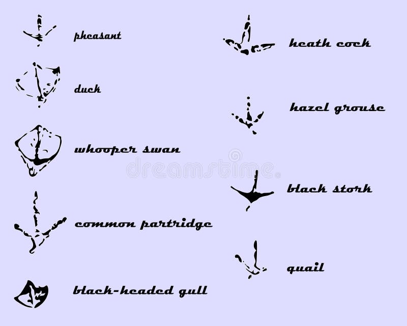 Bird`s Tracks Vector Illustration. Flat Style Elements Stock Vector ...