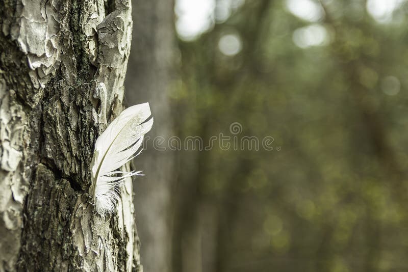 The Bird S White Feather is Stuck in a Tree Stock Photo - Image of ...