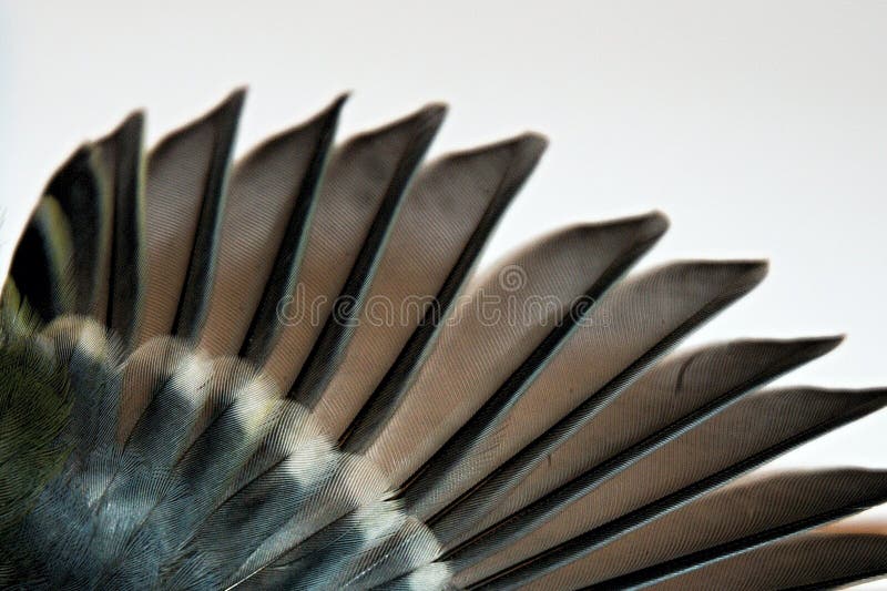 Birds wing and feather stock image. Image of stretch - 59422247