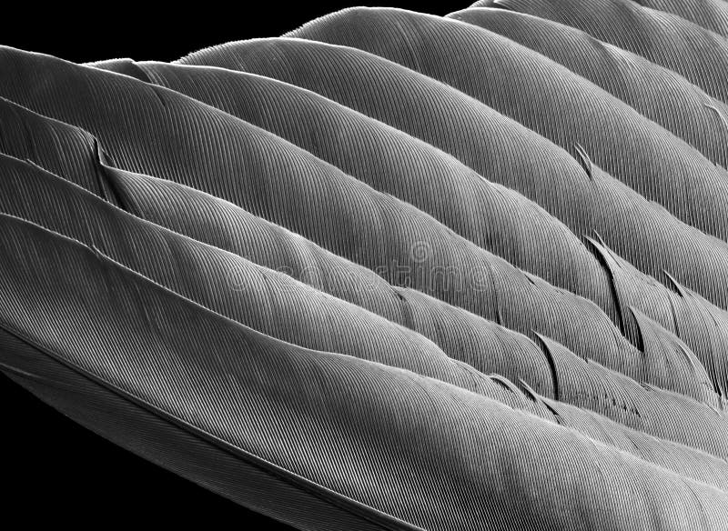 Bird s wing feathers stock image. Image of bird, feather - 71606347