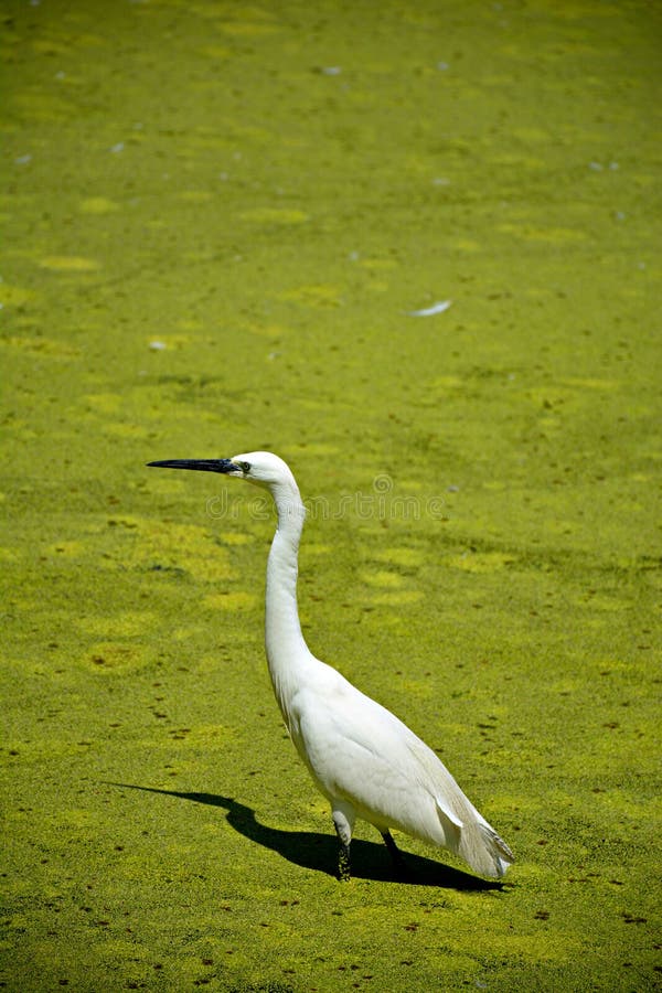 Bird sad stock photo. Image of statues, botanical, swan - 92534084