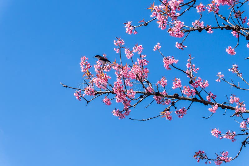 Bird on Sakura Branch and Clear Sky Stock Image - Image of forest, bird ...
