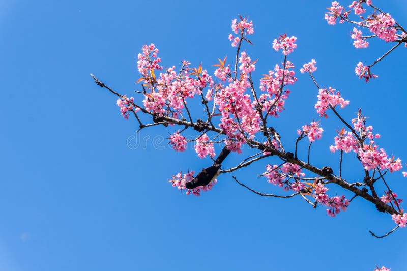 Bird on Sakura Branch and Clear Sky Stock Photo - Image of fresh ...
