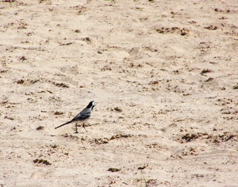 Bird on sand stock photo. Image of fauna, wild, little - 54908676