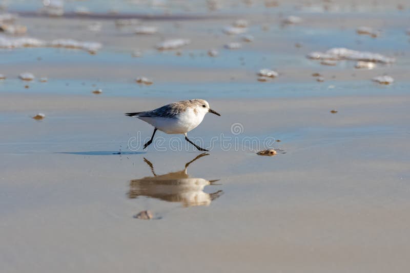 Sanderlings flying stock photo. Image of cute, blue - 211392576