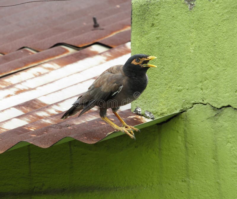 Bird stock photo. Image of power, natures, quarrel, captured - 98876494