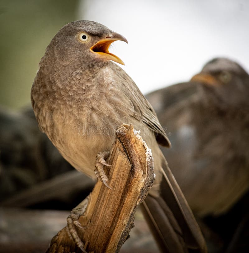 A Bird Sat on the Branch of Tree in the Garden Stock Image - Image of ...