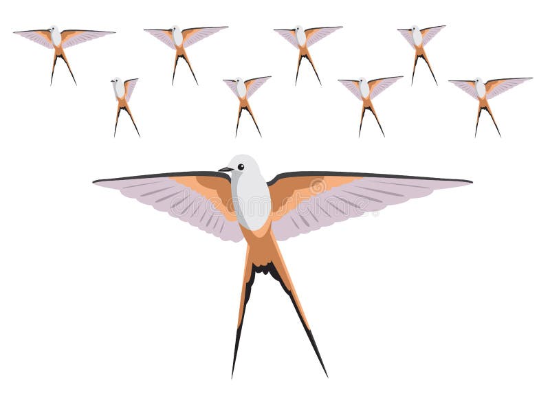 Bird Scissor-Tailed Flycatcher Flying Frame Animation Vector Stock ...