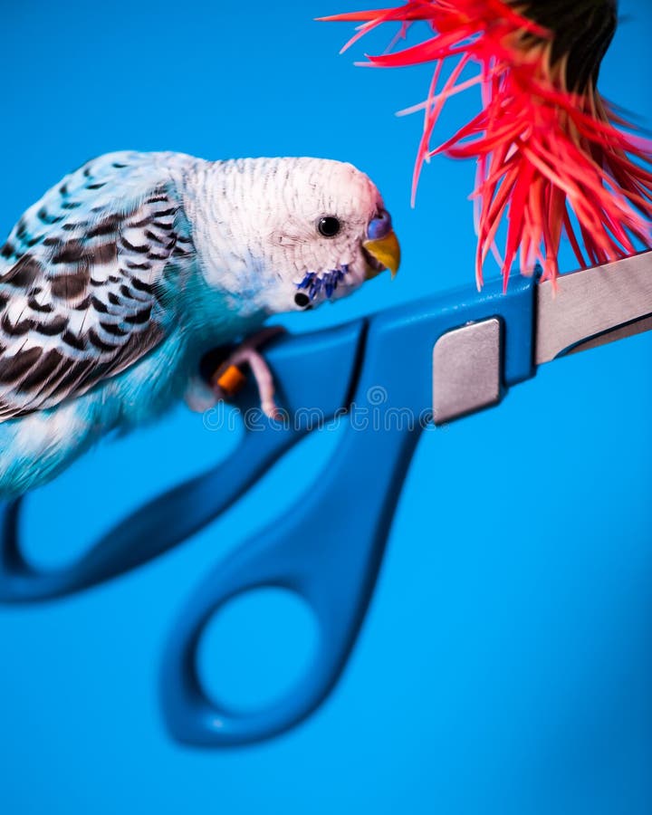 Bird on Scissors stock photo. Image of bird, portrait - 67207964