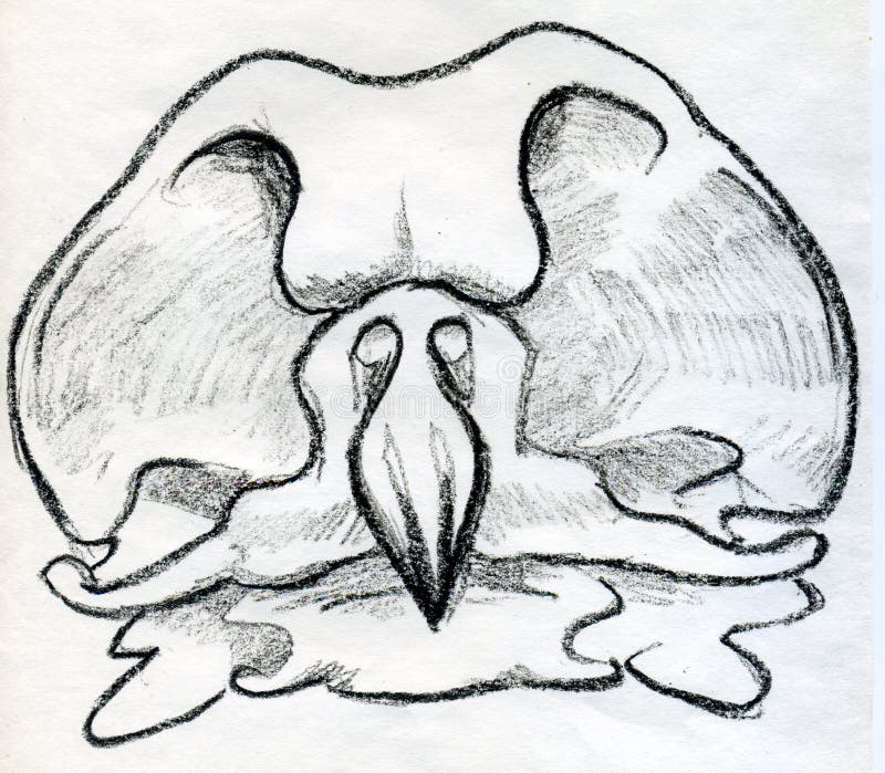 Bird scull sketched stock illustration. Illustration of drawings - 43005753