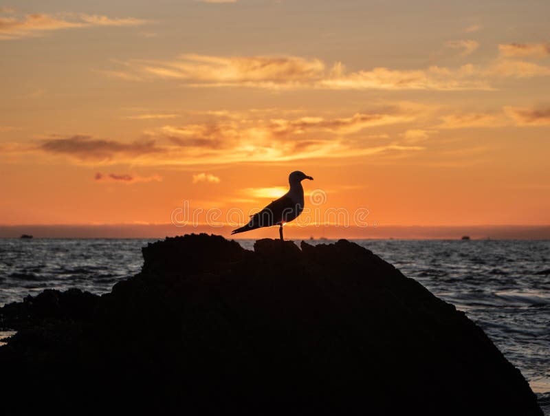 Bird in the sea sunset day stock image. Image of bird - 156749593