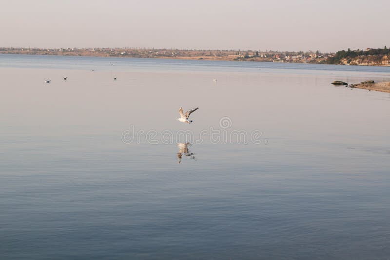 Bird Seagull Flies Over River Stock Image - Image of water, horizon ...
