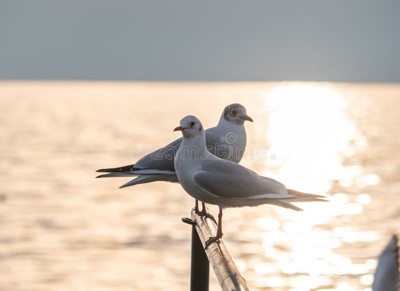 Bird Seagull Standing in Sunset Stock Image - Image of feather, wild ...