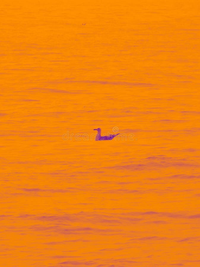 Bird Seagull Swimming on the Sea Waves, Orange Tone Stock Image - Image ...