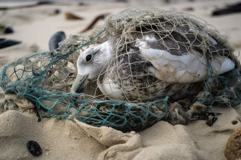 Bird, Seagull Trapped in Plastic Garbage Lying on the Beach. the ...