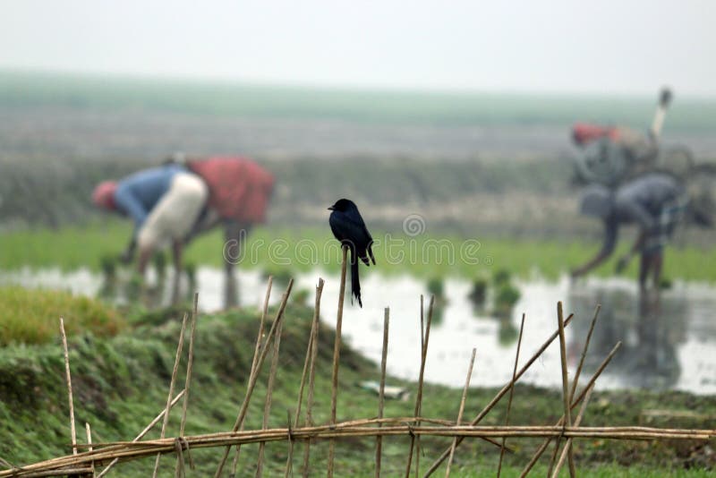 Bird search its food stock image. Image of night, smoke - 84144909