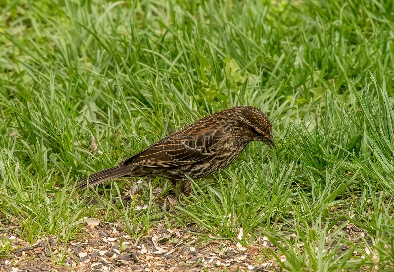 Bird searching for ants stock image. Image of waterbird - 266630733