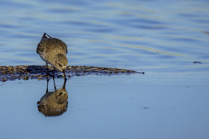 Bird Searching for Food in Water Stock Image - Image of animal, beak ...