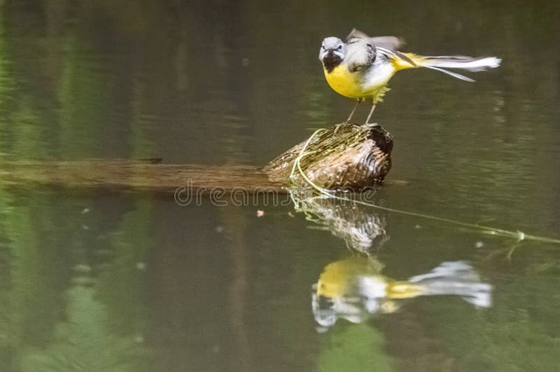 Seated Bird in a Quiet Moment Stock Image - Image of cute, seated ...