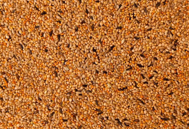 Bird seed stock image. Image of nutritious, meal, food - 23683017