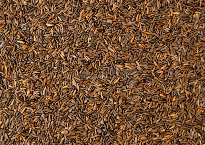 Fennel stock photo. Image of botanical, bunch, food, seed - 15370102