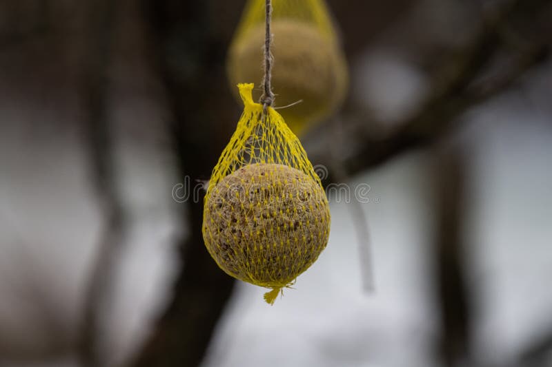 Bird Seed Ball Hanging from a Rope at Winter.. Stock Photo - Image of ...