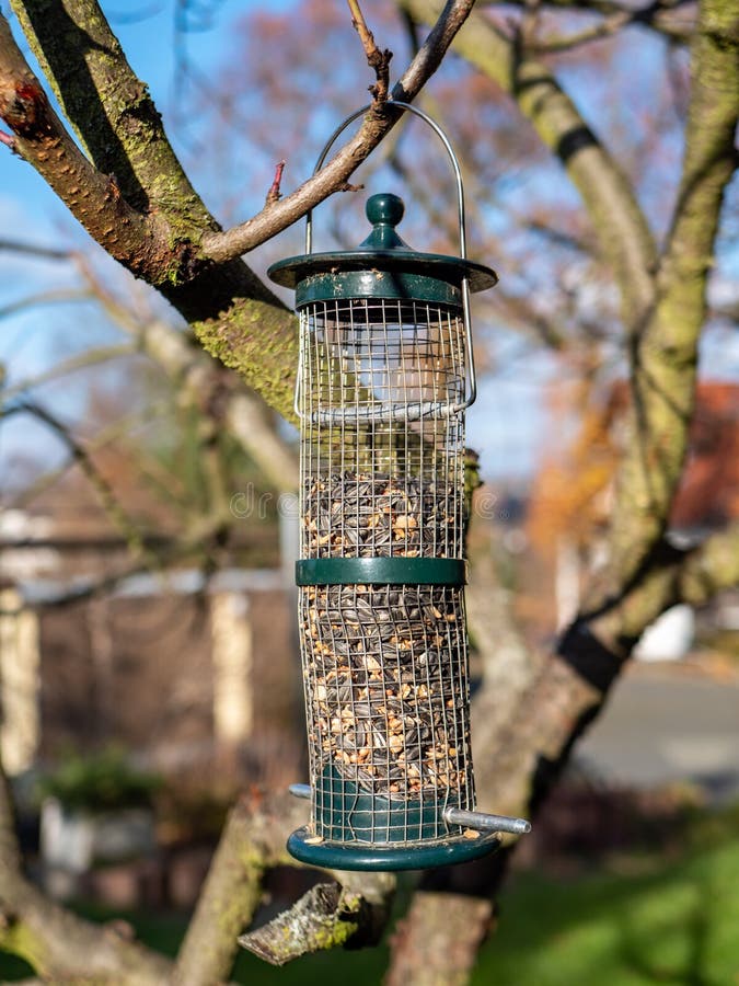 Bird Seed Box on the Tree for the Garden Birds Stock Image - Image of ...