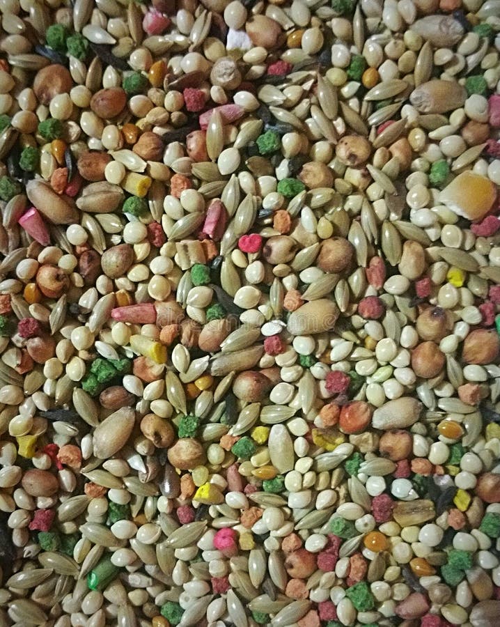 Bird Seed stock photo. Image of seed, close, seeds, bird - 80358978