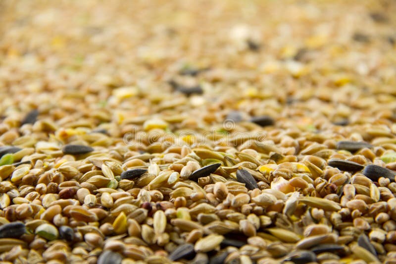 Bird Seed, Differential Focus Stock Photo - Image of food, seeds: 29299068