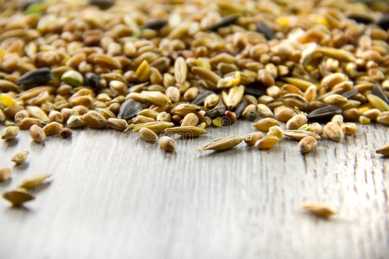 Bird Seed Mix, Differential Focus Stock Photo - Image of peas, mixture ...