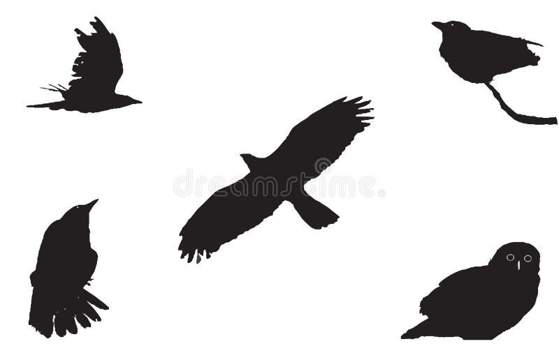 Nighthawk Bird Stock Illustrations – 27 Nighthawk Bird Stock ...