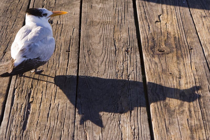 Bird and Shadow stock photo. Image of tern, royal, feature - 13809596