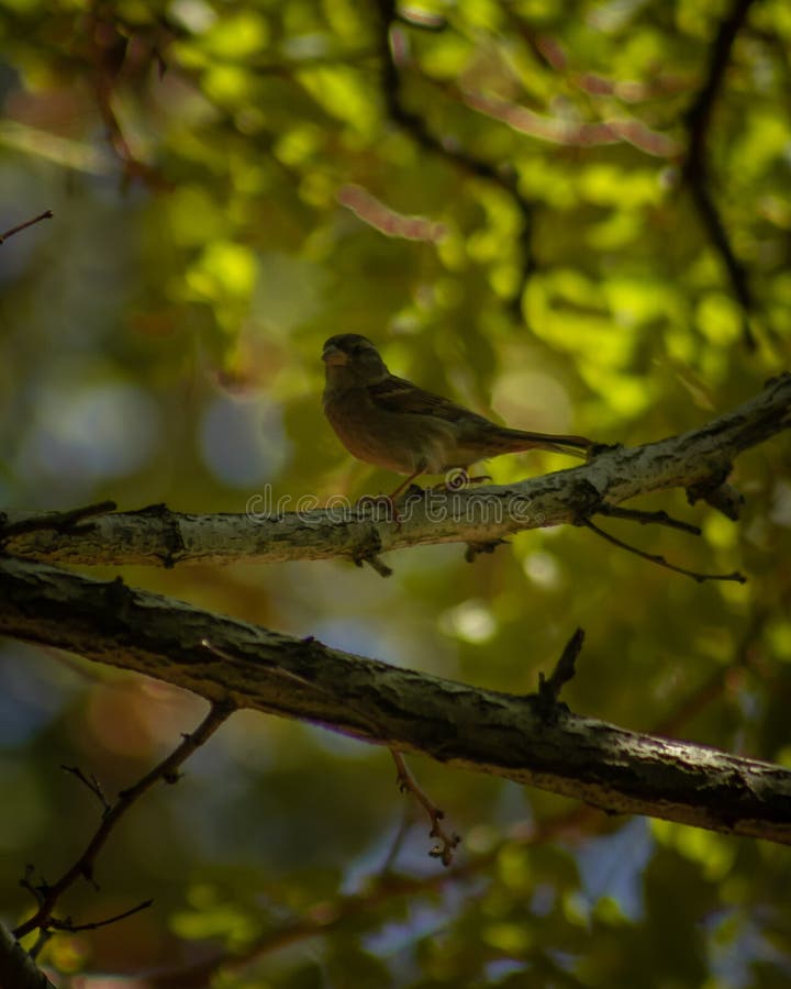 Bird in the Shadow of a Tree Stock Image - Image of park, snag: 197369767