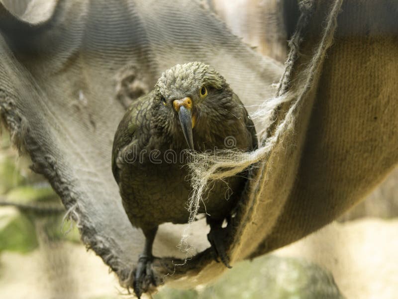 A bird with a sharp beak stock photo. Image of marsh - 123266840
