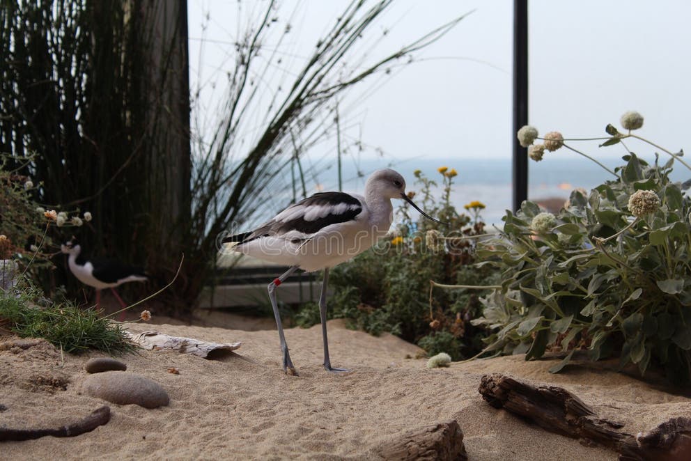Bird with Sharp Bent Beak at the Monterey Bay Aquarium, Monterey ...