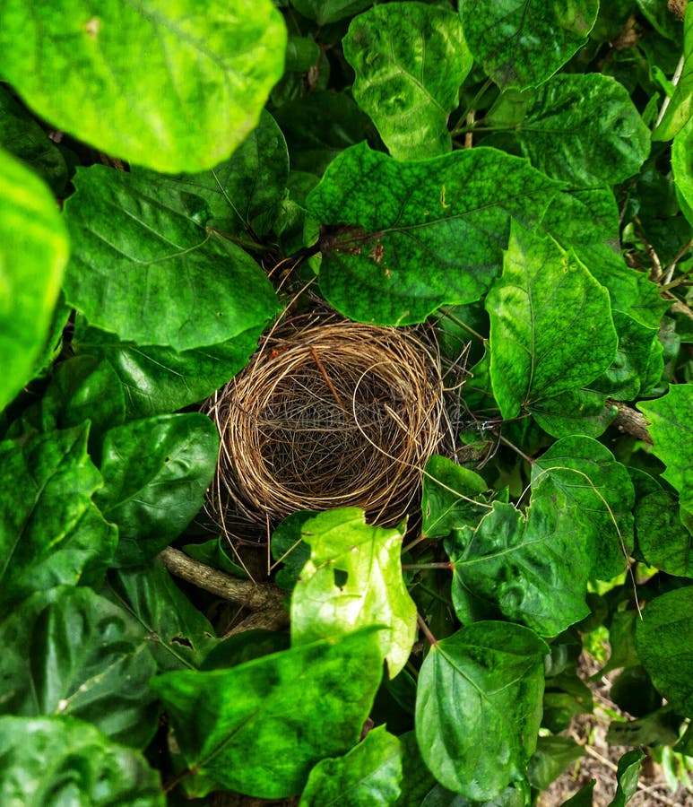 The Bird Shelter on a Tree Pune Maharashtra India Stock Photo - Image ...