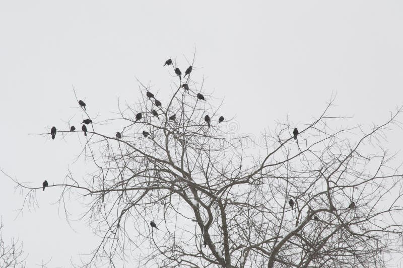 Winter Birds stock photo. Image of season, birds, sheltering - 279723214
