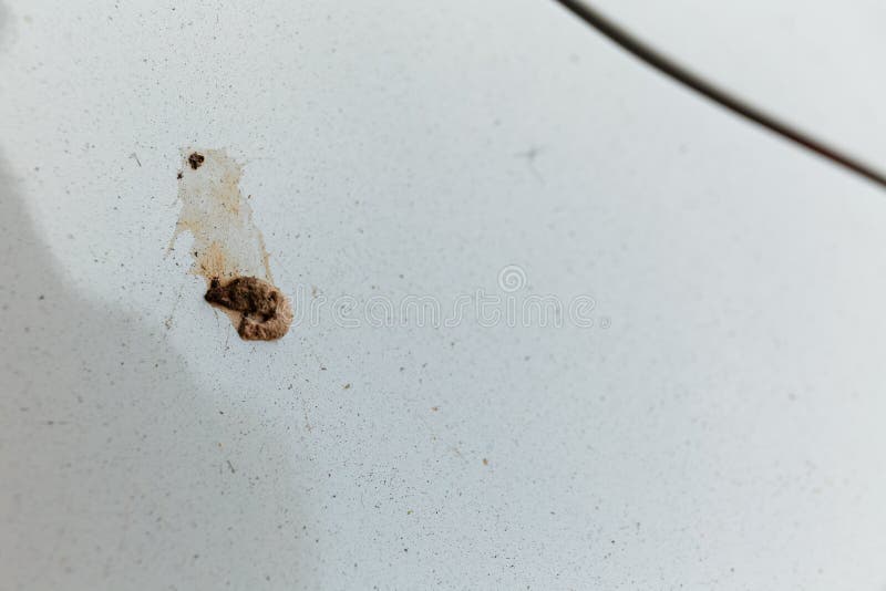 Bird shit drop on car stock photo. Image of dust, transport - 178211718